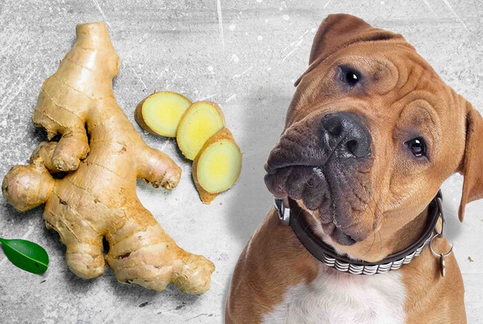 Can Dogs Eat Ginger? | Benefits, Risks